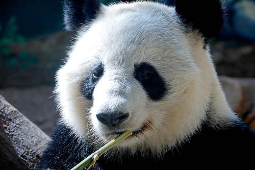 Giant Pandas at Beauval Zoo, France : The Good Life France
